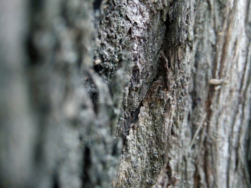 Bark of a Large Wooden Tree Stock Image - Image of large, bark: 174002001
