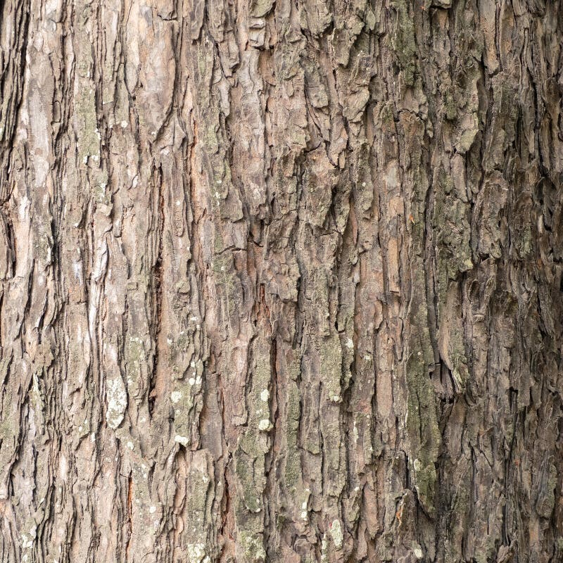 Bark Layer of an Old Tree, Tree Trunk Texture and Background Stock ...