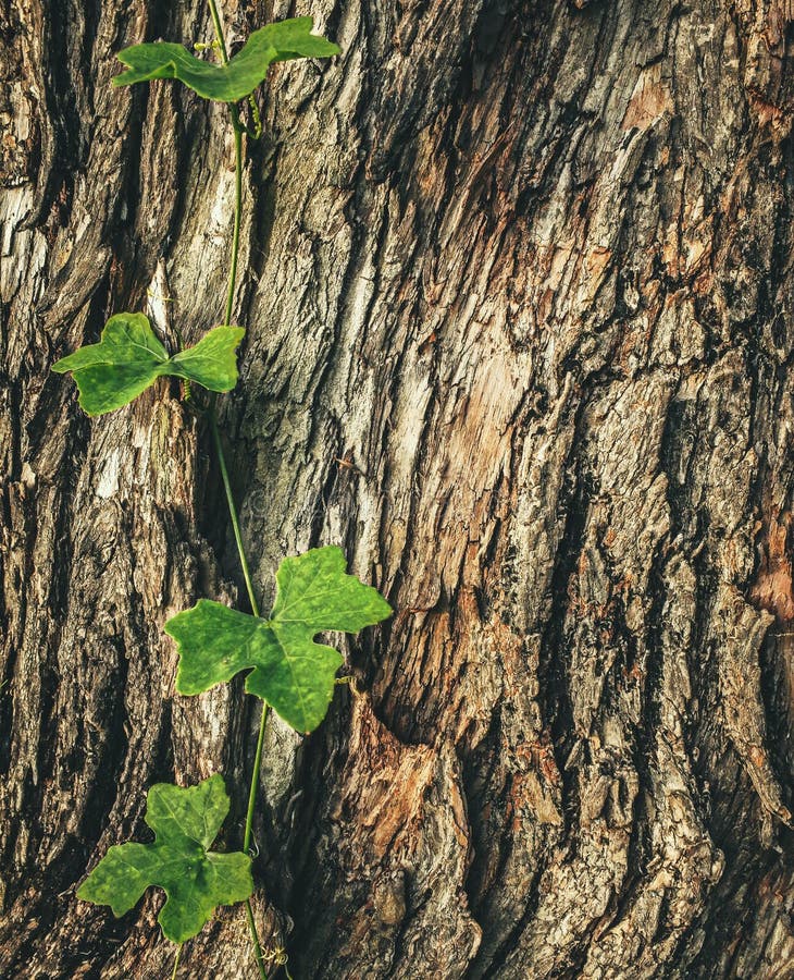 Bark and leaf stock photo. Image of closeup, brown, backdrop - 45807328