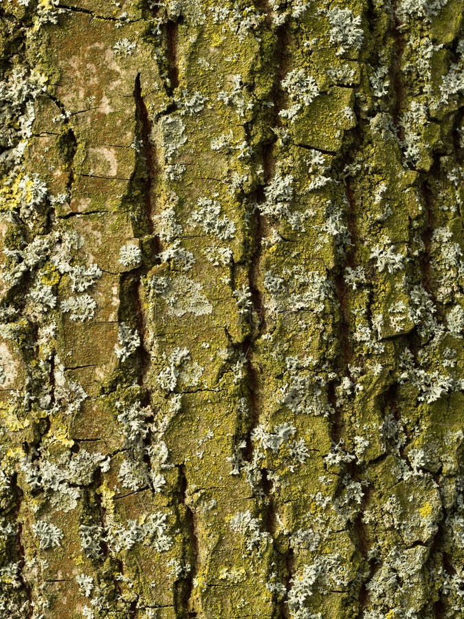 Bark from a leaf tree stock image. Image of close, leaf - 89258169