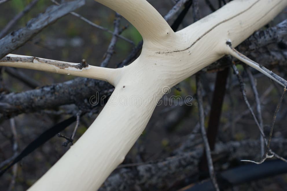 The Bark Leaves the Tree. a Tree without Bark Stock Image - Image of ...