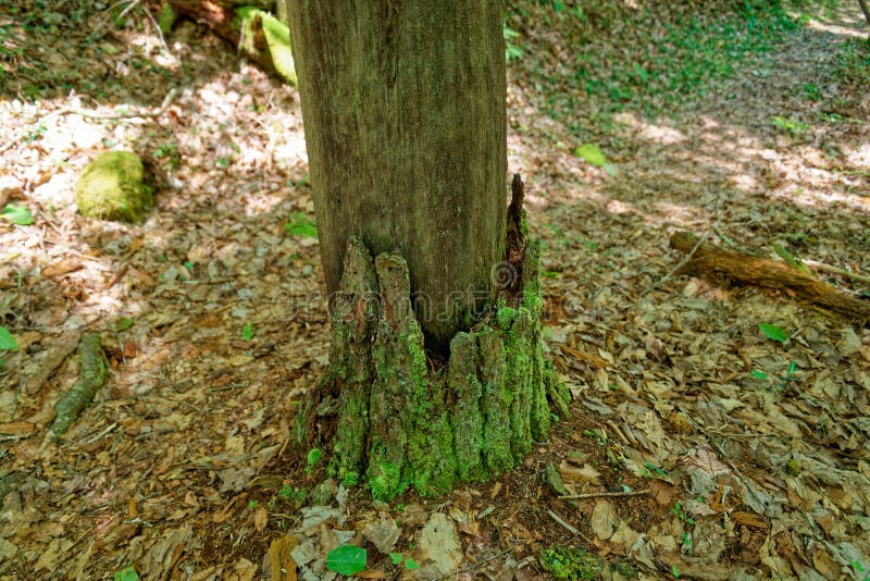 Bark left on a dead tree stock image. Image of exposure - 283672545