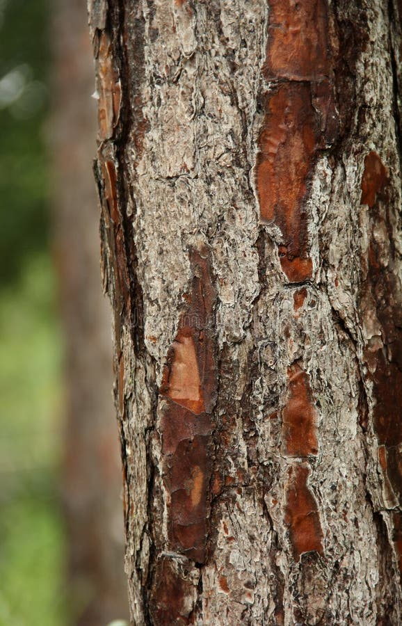 Bark stock image. Image of wooden, spruce, green, environment - 34900505