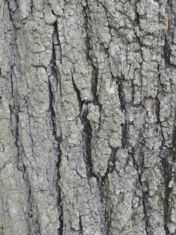 Bark of life stock image. Image of life, tree, bark - 153348773