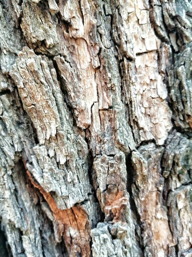 Bark Lifted Texture from Three Quarters Angle Stock Image - Image of ...