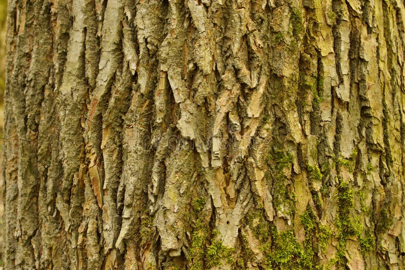 Bark of a lime tree stock image. Image of wood, stump - 70572141