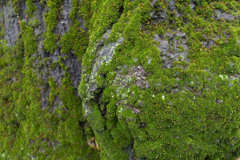 Bark of Linden Covered with Green Moss Stock Photo - Image of outdoors ...
