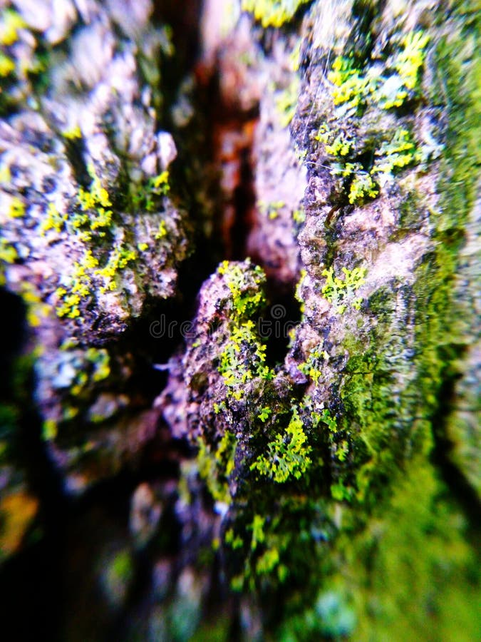 Bark stock photo. Image of tree, macro, bark - 94578922