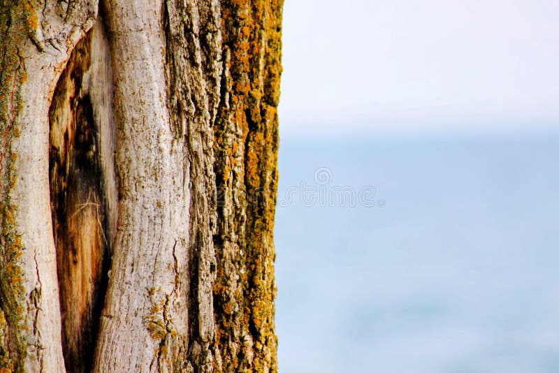Bark meets water stock image. Image of plant, wood, soil - 247490241
