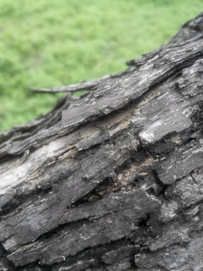 Bark background stock photo. Image of grass, tree, mobilestock - 42697700