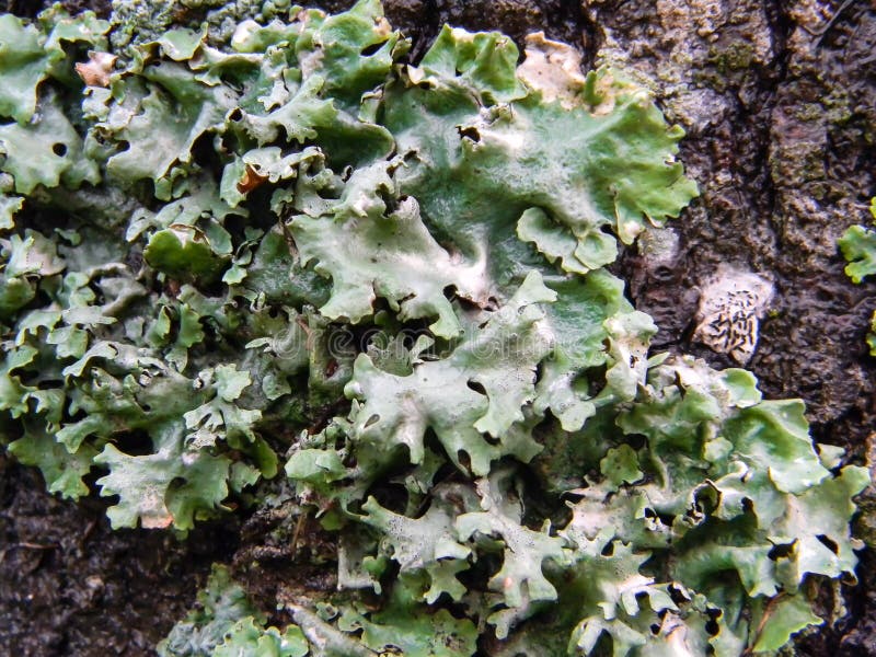 Bark of the moldy tree stock image. Image of textured - 116378819