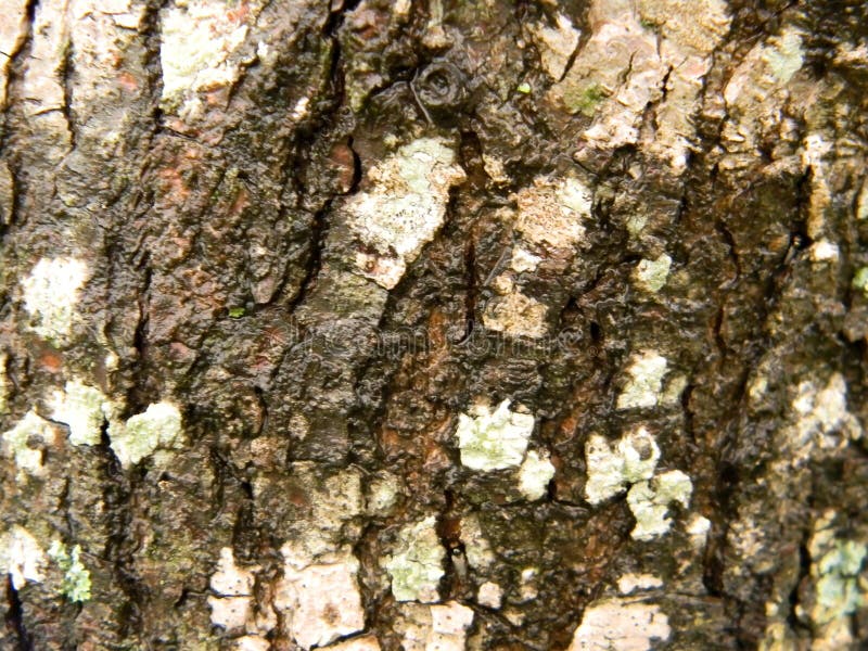 Bark of the moldy tree stock photo. Image of textured - 116378834