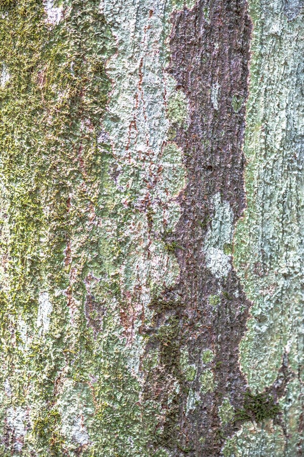 Monkey Jack stock image. Image of moraceae, material - 189010367