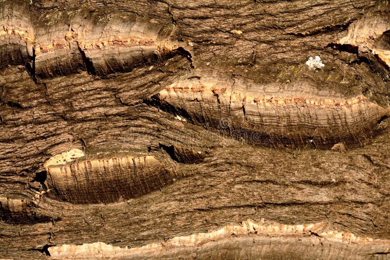 Cork Oak Morocco Stock Photos - Free & Royalty-Free Stock Photos from ...