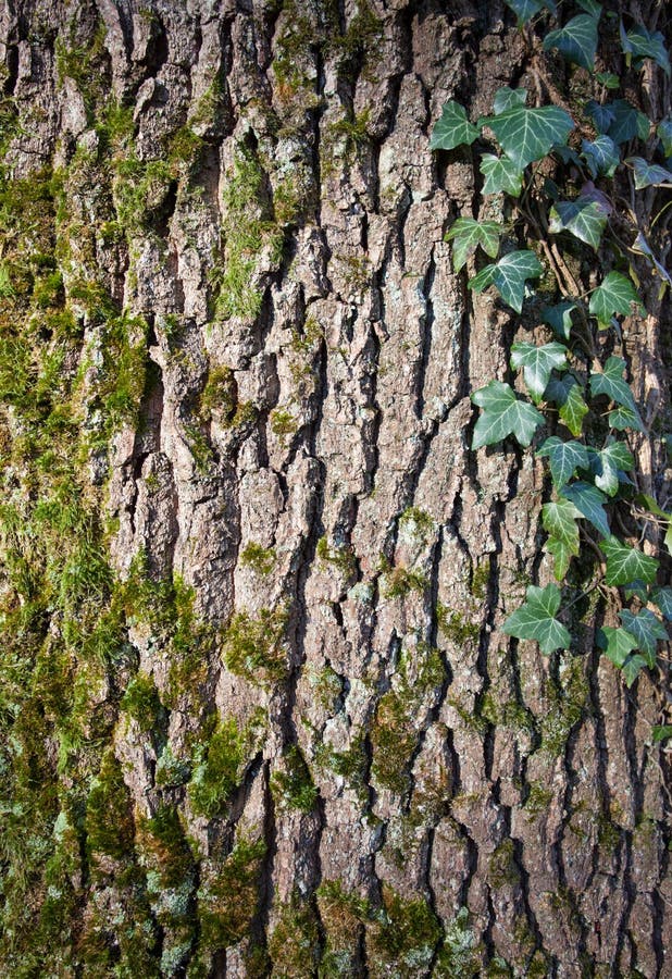 Bark with moss and ivy stock photo. Image of outdoor - 35859782