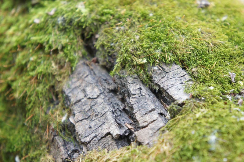Bark and moss stock photo. Image of fresh, moos, cardinal - 50393706