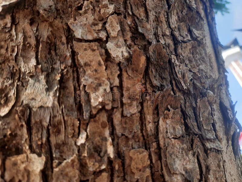 Bark Natural Texture in Rainforest. Kulit Kayu Stock Image - Image of ...