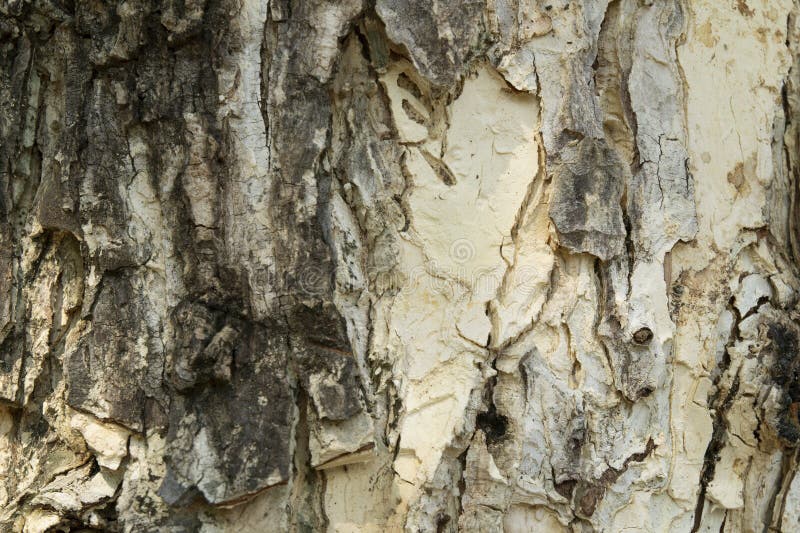 The Bark of a Naturally Aged Tree. Stock Photo - Image of wood, light ...