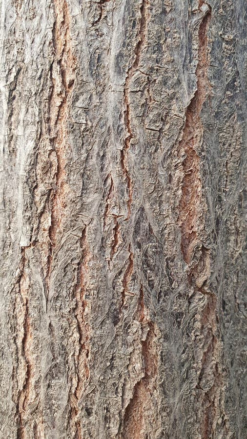 Bark of neem tree stem. stock image. Image of ground - 242695899
