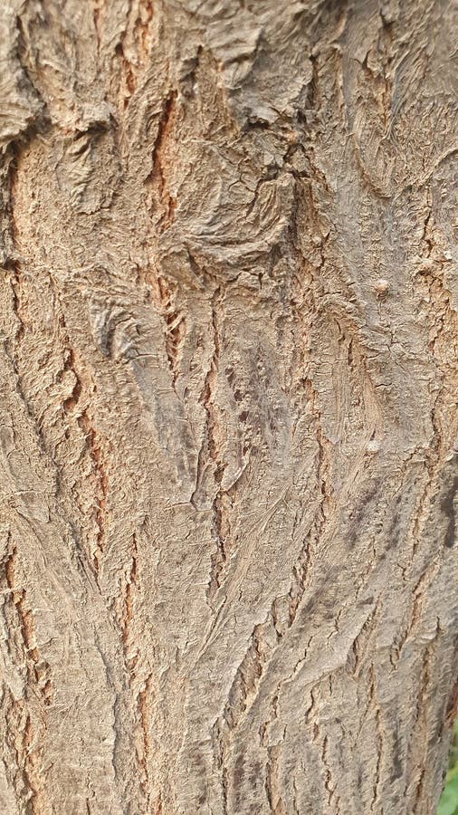 Bark of neem tree stem. stock image. Image of colour - 242695925
