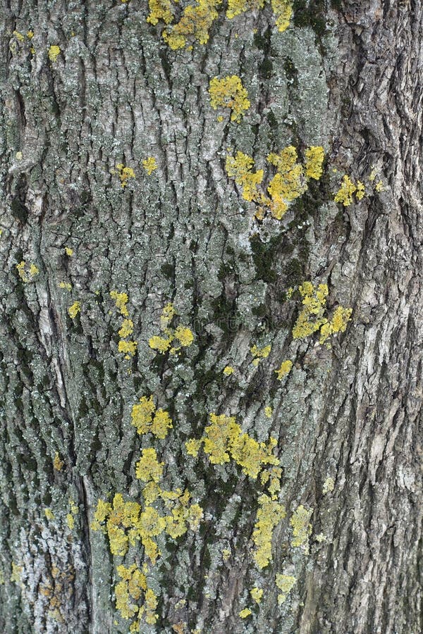 Bark of Norway Maple Covered with Dry Moss and Lichen Stock Photo ...