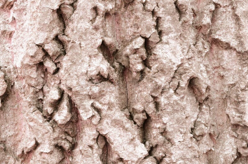A Bark of a Nut Tree with the Changed Color. Stock Image - Image of ...