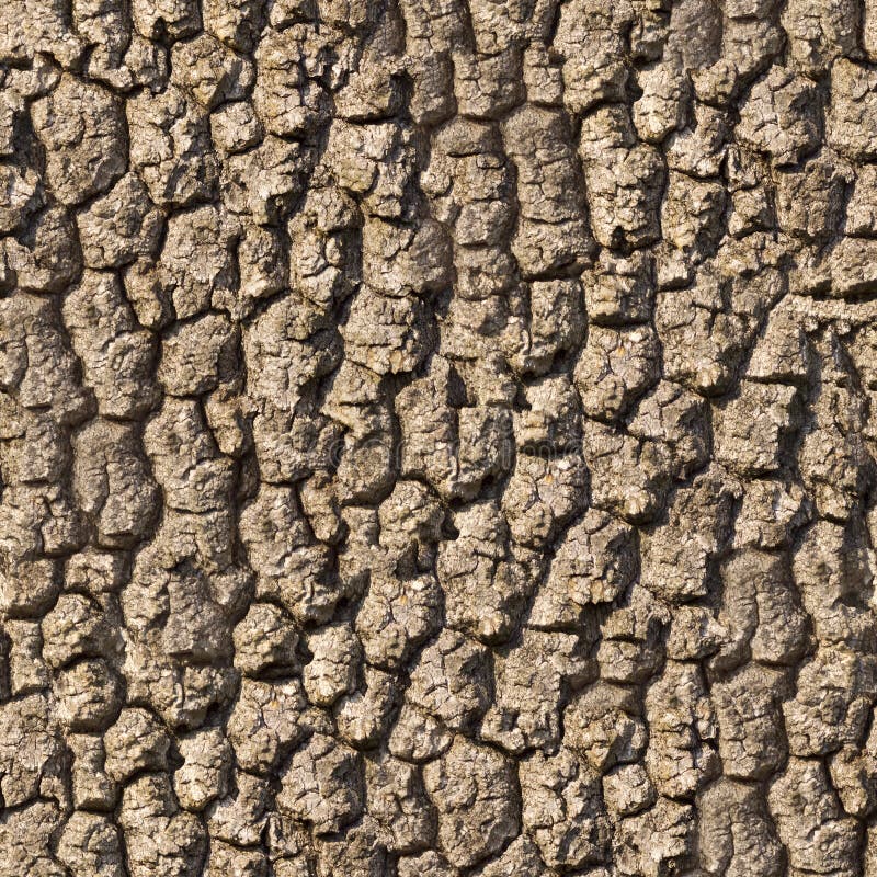 Oak Bark. Seamless Texture. Stock Photo - Image of rough, pattern: 29779800