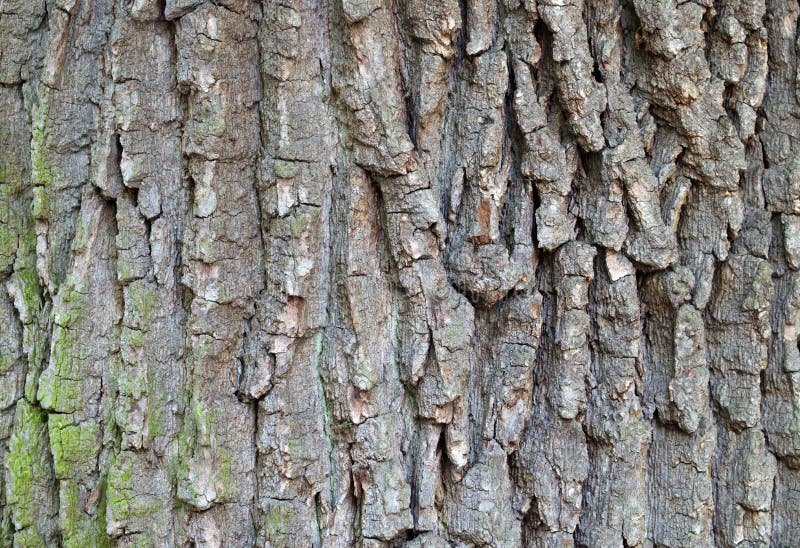 Bark of oak tree stock image. Image of pattern, closeup - 57393445