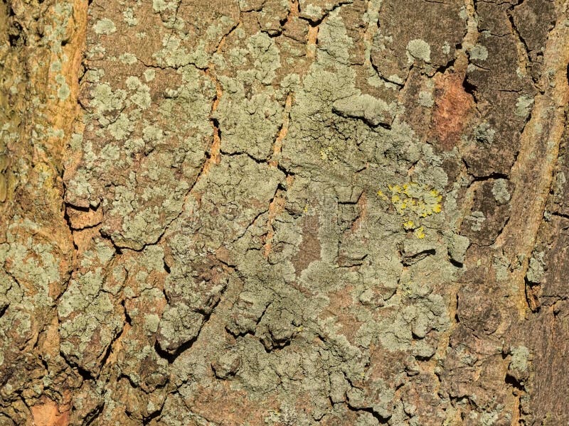 Bark of an Oak Tree with Lichen, Close Up Stock Photo - Image of moss ...