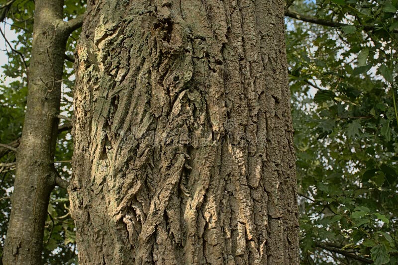 Bark of an oak tree stock image. Image of surface, forest - 195642479