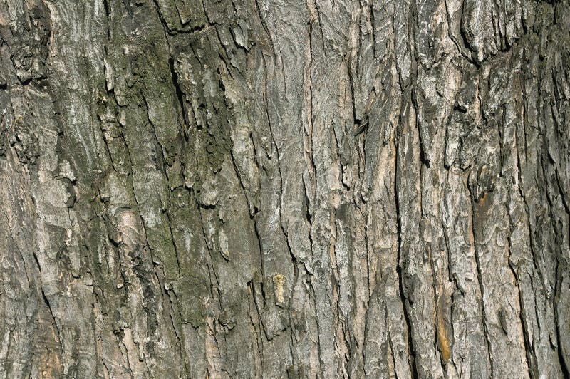 The bark of an oak tree stock image. Image of surface - 83595585