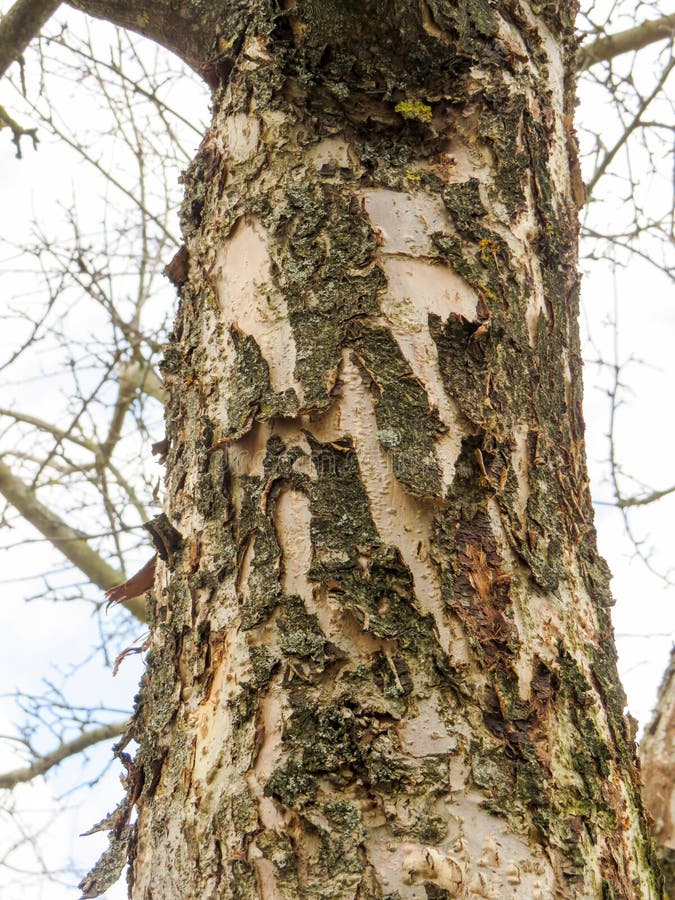 The Bark on the Old Apple Tree is Cracking Stock Photo - Image of ...