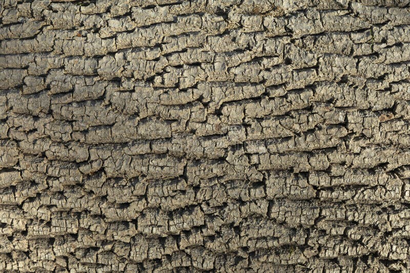 Bark of an Old Ash Tree As Background Stock Photo - Image of weathered ...