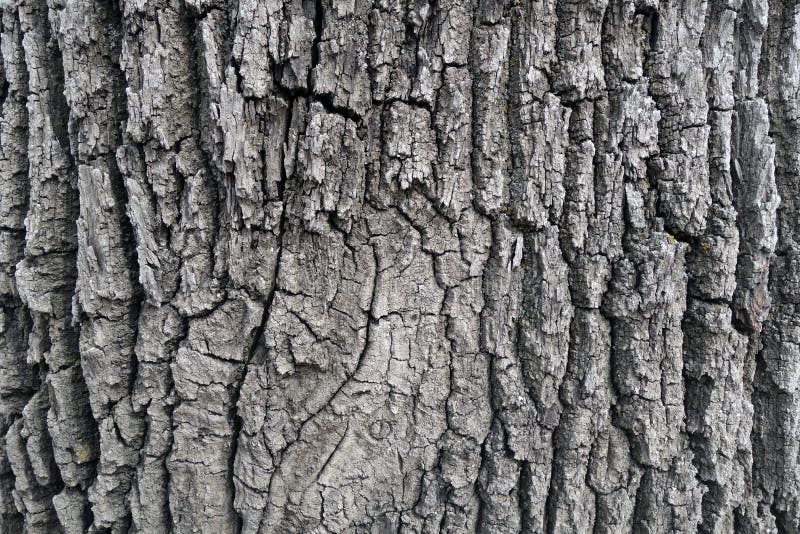 Bark of Old Big Oak Tree Texture Stock Photo - Image of plant, gray ...
