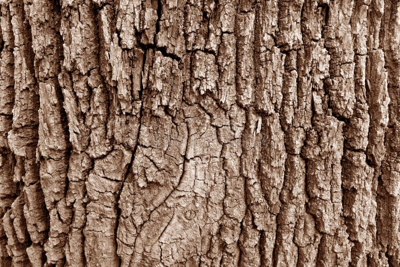 Bark of Old Big Oak Tree Texture in Brown Tone Stock Photo - Image of ...