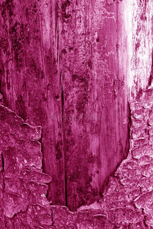 Bark of Old Big Tree Texture in Pink Tone Stock Image - Image of color ...