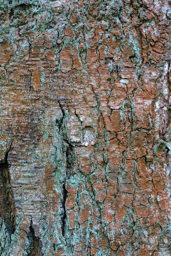 Bark of old birch trees stock photo. Image of plant - 129182662