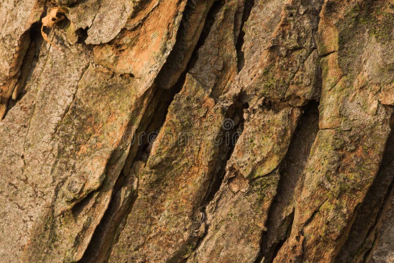 Bark of old conker tree stock photo. Image of shot, wood - 103878220