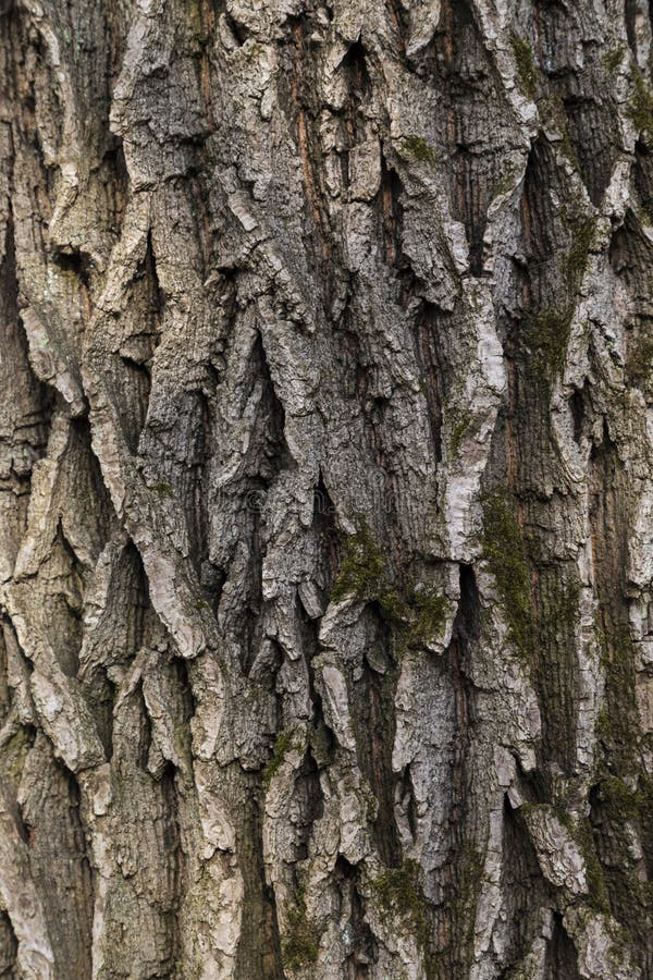 Bark of Old Deciduous Tree Closeup Stock Photo - Image of dimensional ...