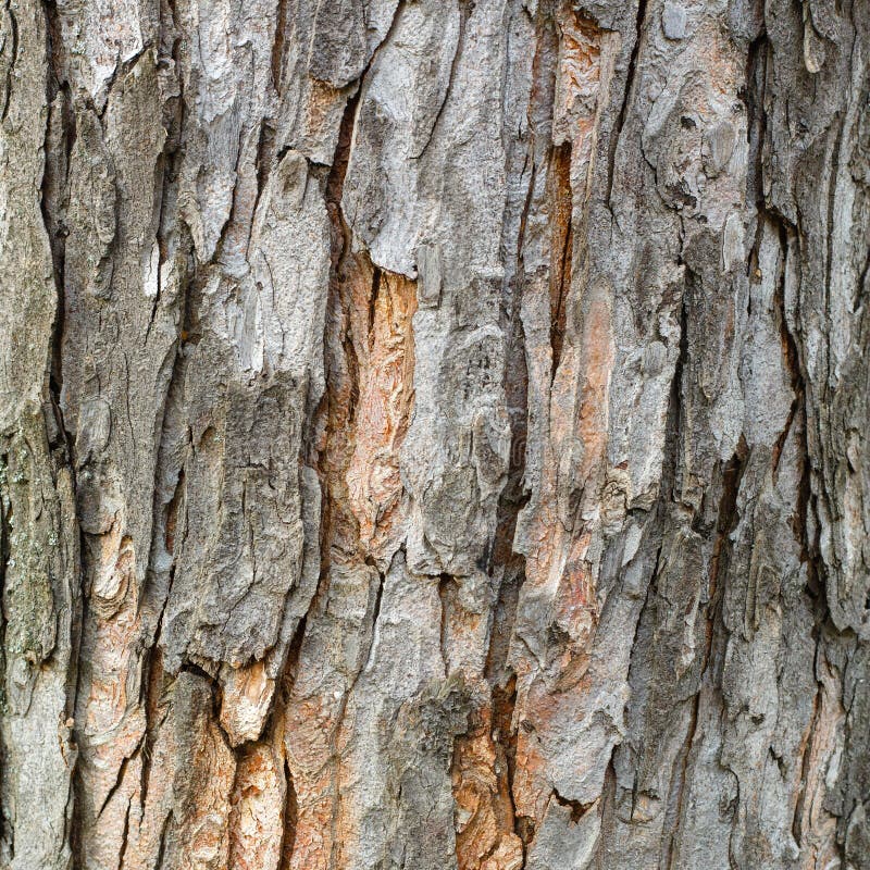 707 Bark Outline Stock Photos - Free & Royalty-Free Stock Photos from ...