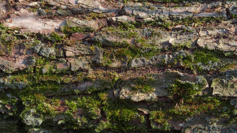 Bark on an Old Dry Tree with Moss Stock Image - Image of natural, layer ...
