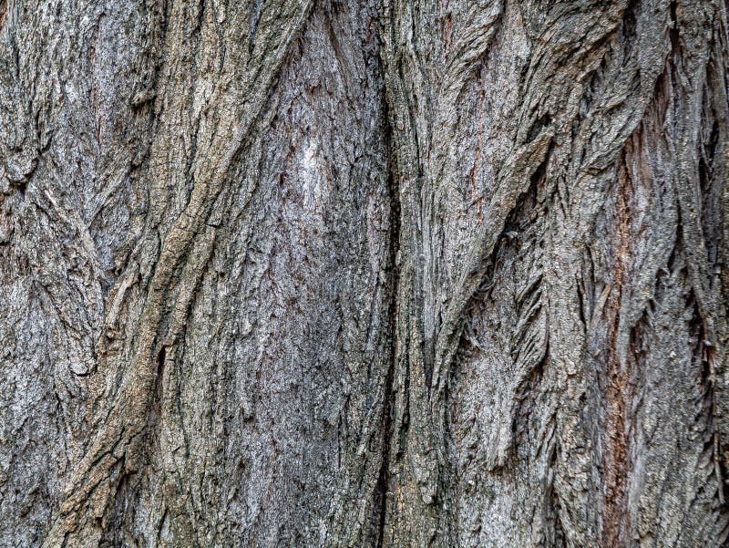 The Bark of an Old Elm Tree is Dotted with Rough Cracks and Furrows ...