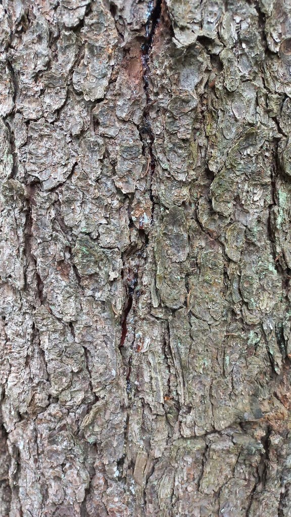 Bark forest tree stock image. Image of bark, forest - 282772771