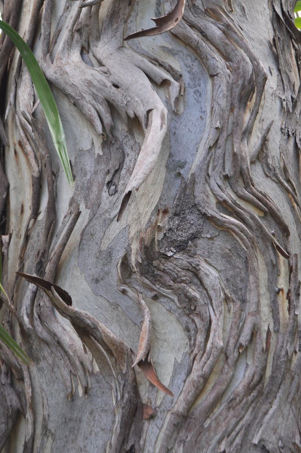 The Bark of an Old Gum Tree Stock Photo - Image of bush, grey: 240665978