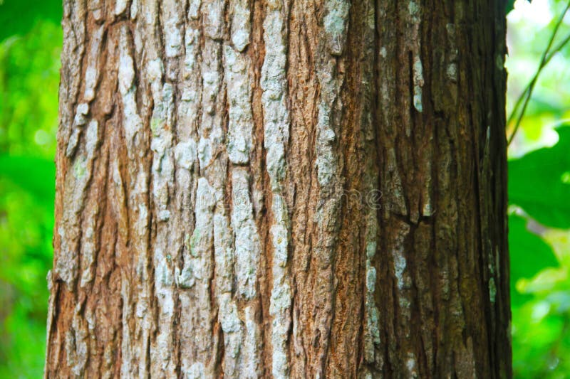Old tree with the bark stock image. Image of pines, fresh - 306759941