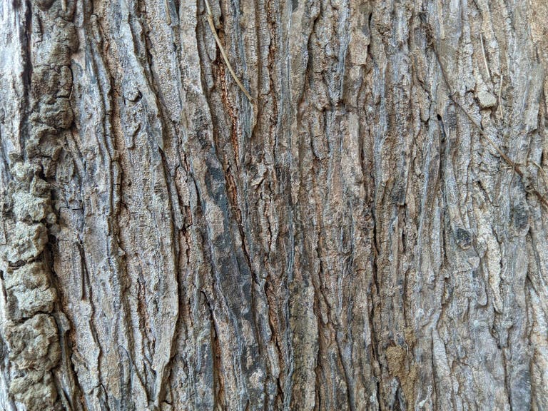 The Bark of an Old Mahogany Tree Has a Beautiful Pattern Stock Photo ...