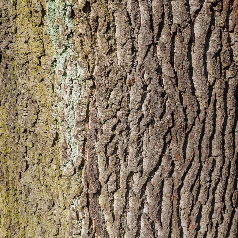 Bark of an old oak stock photo. Image of love, green - 86245170