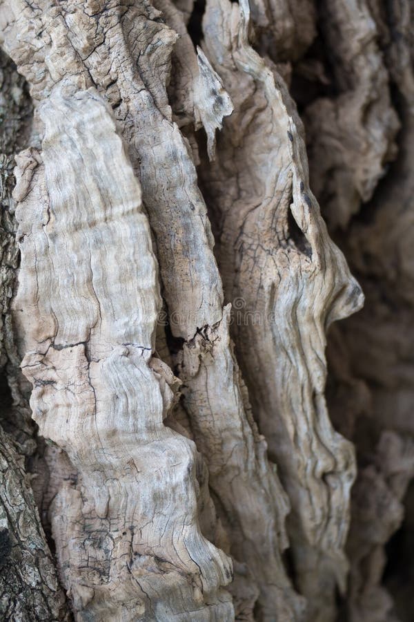 Bark of olive tree stock photo. Image of bark, olive - 298547052