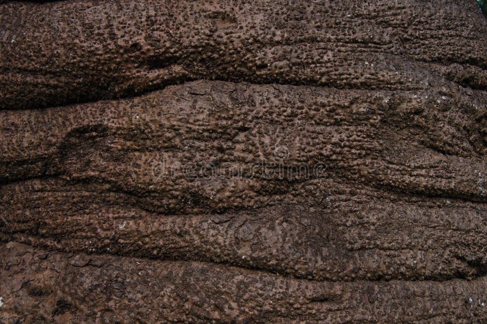 The Bark of an Old Pine Tree Stock Photo - Image of wave, grey: 240666078