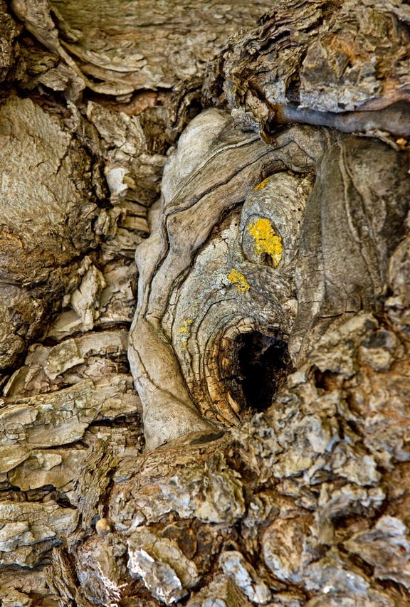 Bark of old tree stock image. Image of rugged, bark, detail - 11795797